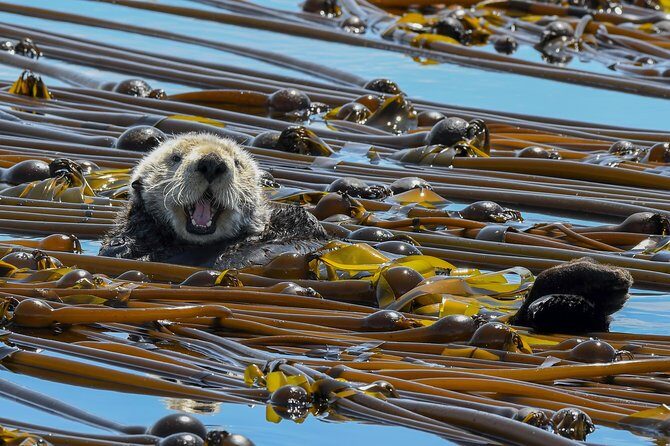 Victoria Marine Wildlife Tour - FAQs about the Victoria Marine Wildlife Tour