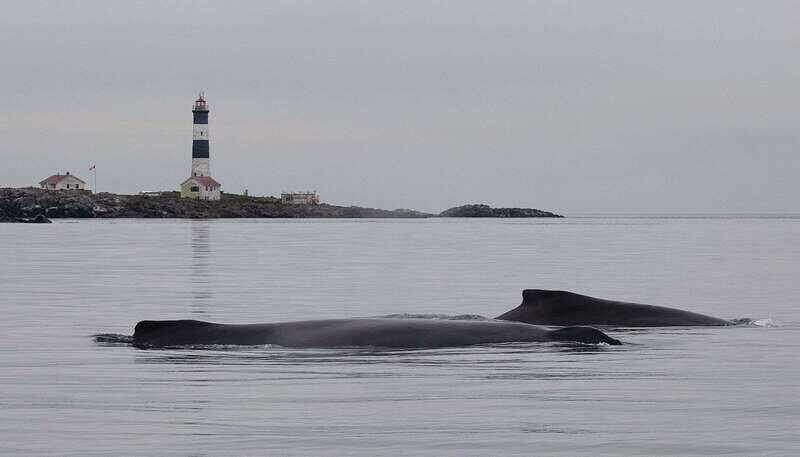 Victoria: Morning Whale-Watching Tour in Scarab Boat - Key Points