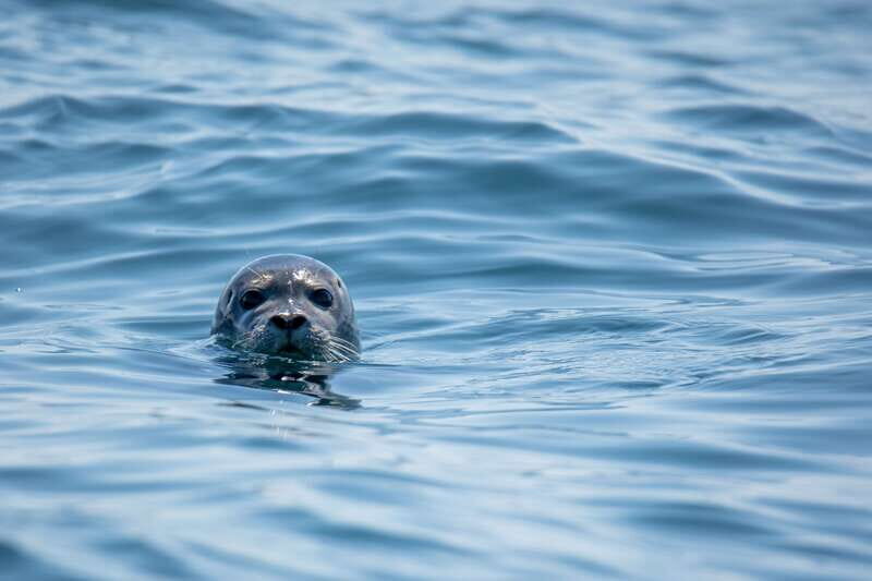 Victoria: Morning Whale-Watching Tour in Scarab Boat - Why Choose This Tour?