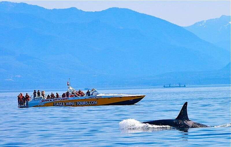 Victoria: Morning Whale-Watching Tour in Scarab Boat - Wildlife Watching Opportunities
