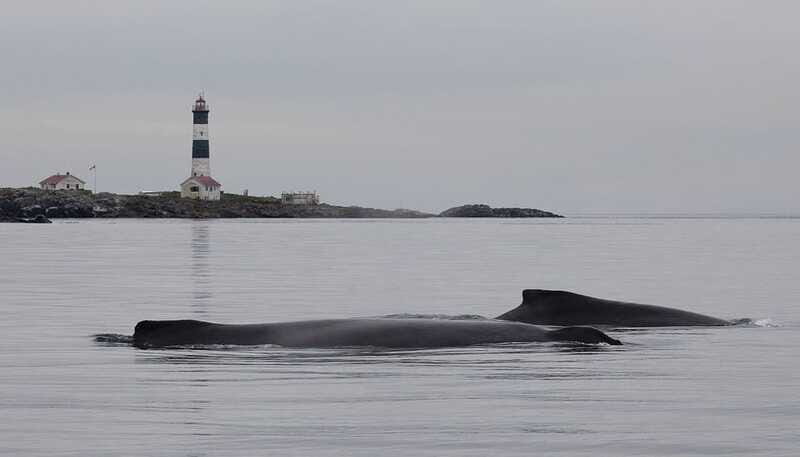 Victoria: Morning Whale-Watching Tour in Scarab Boat - The Experience: A Closer Look