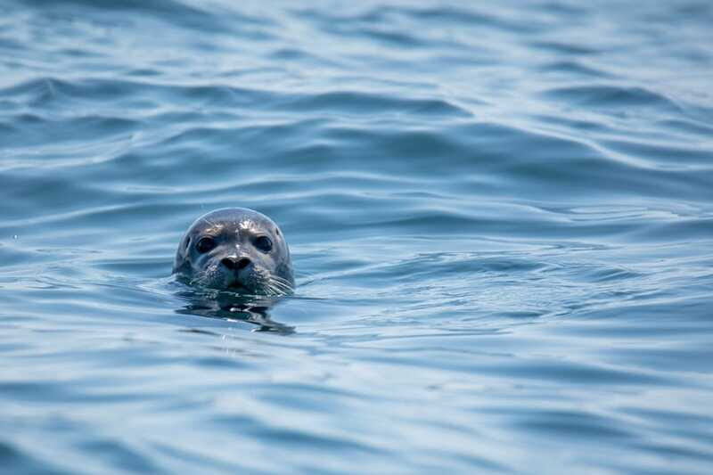 Victoria: Morning Whale-Watching Tour in Scarab Boat - Who Is This Tour Best For?