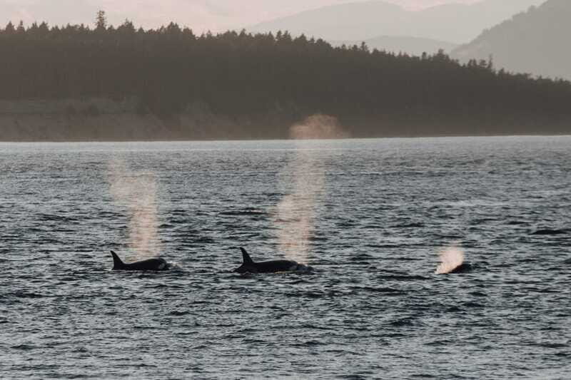 Victoria: Morning Whale-Watching Tour in Scarab Boat - The Sum Up: Is It Worth It?