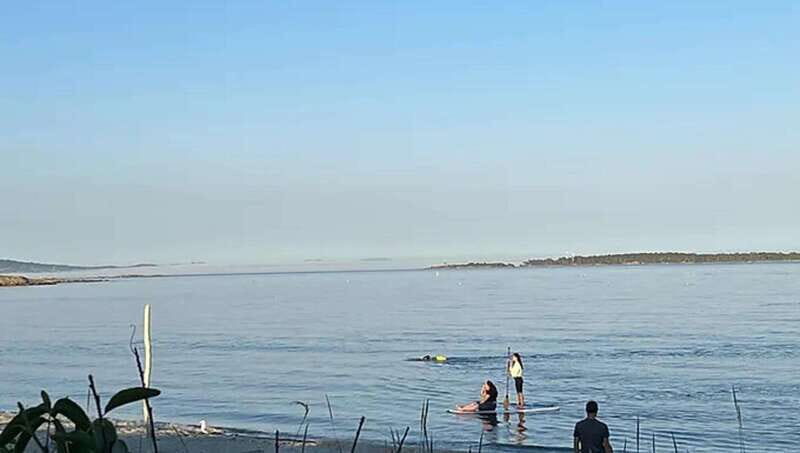 Victoria: Paddle Board Tour at Willows Beach - Victoria: Paddle Board Tour at Willows Beach — A Practical Guide to Coastal Fun