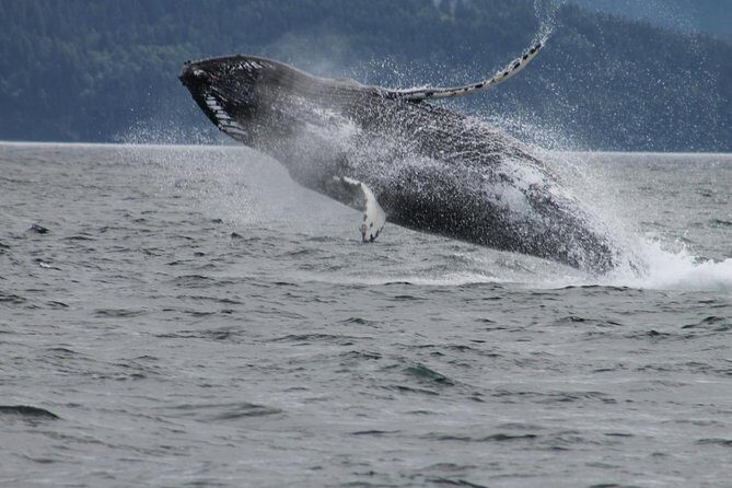 Victoria Shore Excursion: Whale-Watching Cruise with Expert Naturalist Guides - Why This Tour Offers Real Value