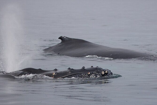 Victoria Shore Excursion: Whale-Watching Cruise with Expert Naturalist Guides - The Experience: What Travelers Say