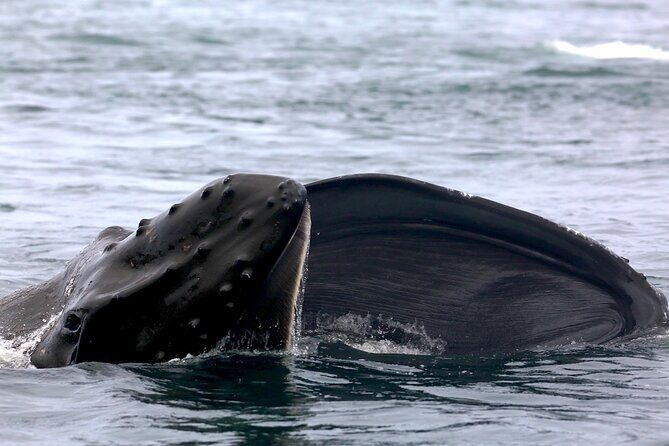 Victoria Shore Excursion: Whale-Watching Cruise with Expert Naturalist Guides - Practical Tips for Your Whale-Watching Adventure
