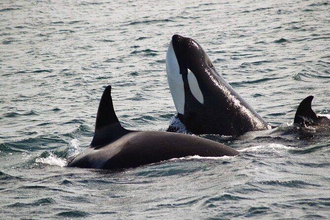Victoria Shore Excursion: Whale-Watching Cruise with Expert Naturalist Guides - FAQ