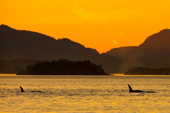 Victoria Sunset Whale-Watching Cruise - An Authentic, Well-Structured Marine Experience