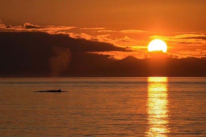 Victoria Sunset Whale-Watching Cruise - Who Will Enjoy This Tour?