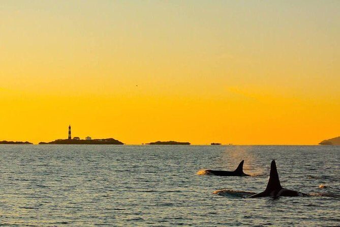 Victoria Sunset Whale-Watching Cruise - Final Thoughts