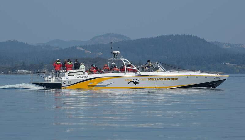 Victoria: Sunset Whale Watching Tour on an Open Scarab Boat - FAQ