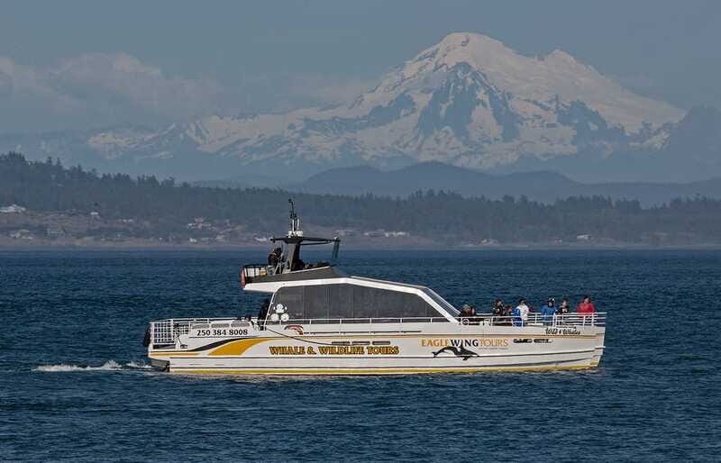 Victoria: Sunset Whale Watching Tour on Semi-Covered Boat - An In-Depth Look at the Sunset Whale Watching Tour