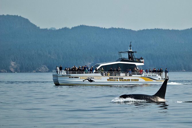 Victoria Whale and Wildlife Cruise - A Complete Look at the Victoria Whale and Wildlife Cruise