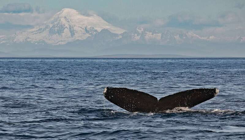 Victoria: Whale and Wildlife Semi-Covered Boating Tour - An Overview of the Experience