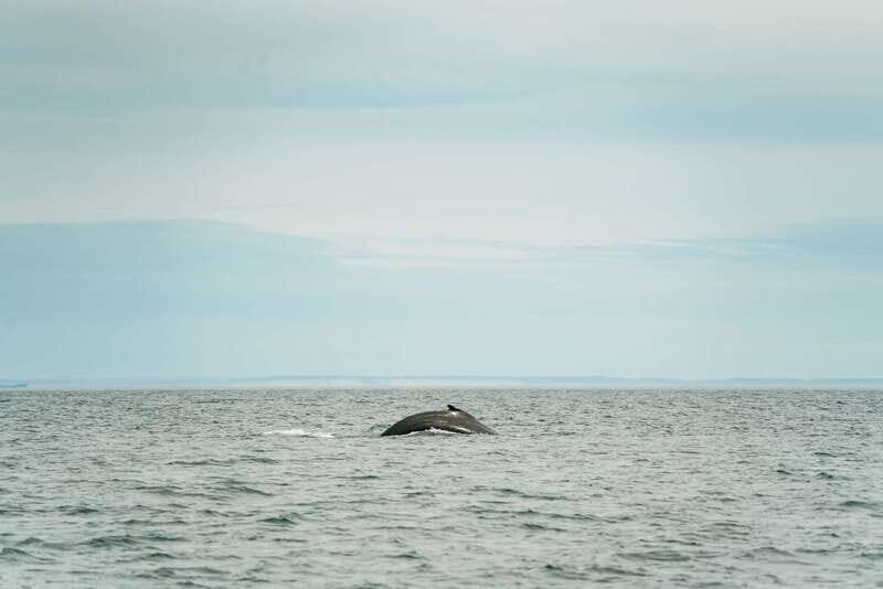 Victoria: Whale Watching Adventure in a Zodiac Boat - A Closer Look at the Experience