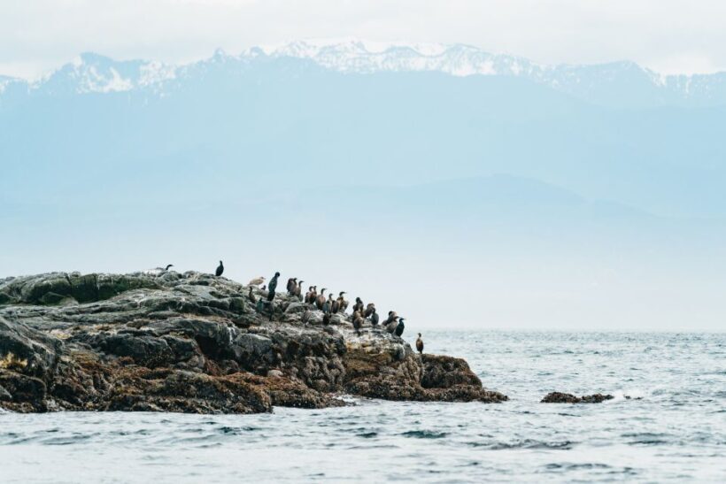 Victoria: Whale Watching Adventure in a Zodiac Boat - Who Should Consider This Tour?