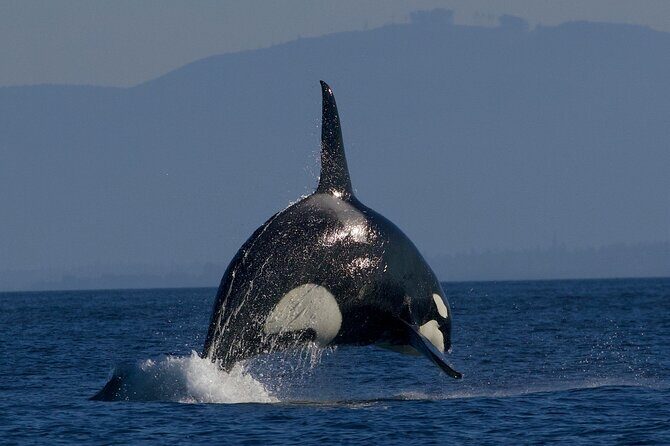 Victoria Whale Watching Cruise with Expert Naturalists - Weather Considerations and Comfort