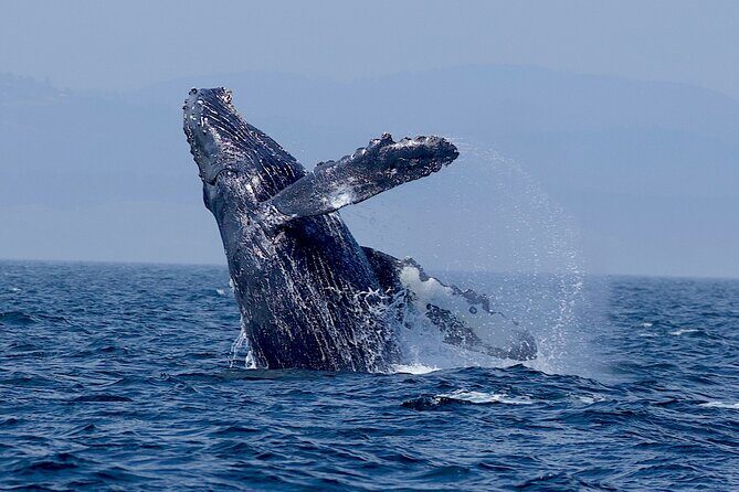 Victoria Whale Watching Cruise with Expert Naturalists - Value and Price Analysis