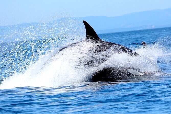Victoria Whale Watching Cruise with Expert Naturalists - Common Pitfalls and Considerations