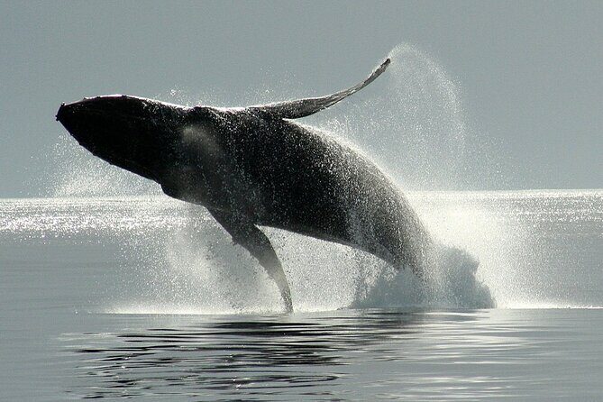 Victoria Whale Watching Cruise with Expert Naturalists - Frequently Asked Questions