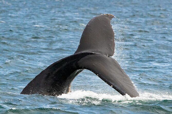 Victoria Whale Watching Tour on a Covered Vessel - What Reviewers Love Most