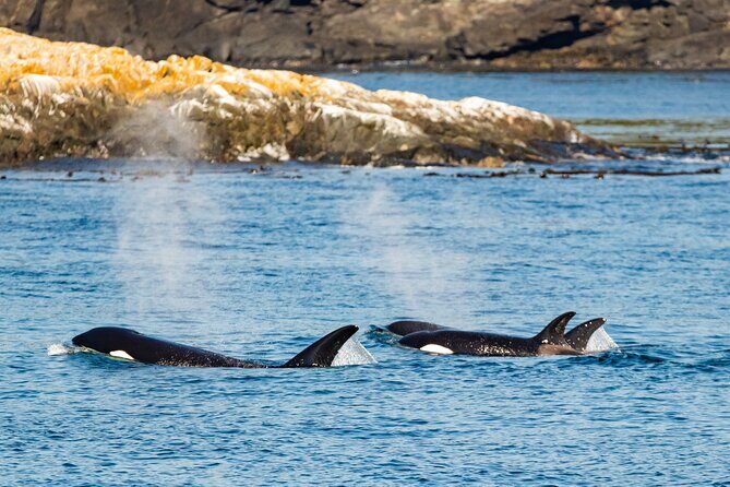 Victoria Whale Watching Tour on a Covered Vessel - FAQs