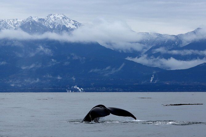 Victoria Zodiac Whale Watching Adventure - Who Will Love This Tour?