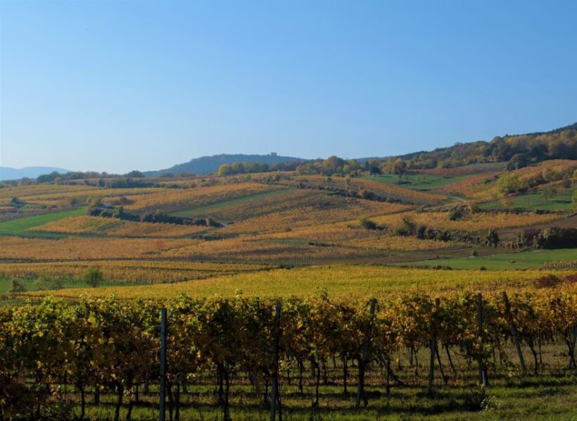 Vienna: Full-Day Vienna Woods Wine Tasting Tour - The Sum Up: Is This Tour a Good Fit?