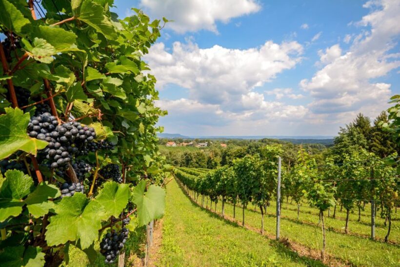 Vienna: Melk, Wachau Wine, Lower Austria Day Trip by Car - FAQ