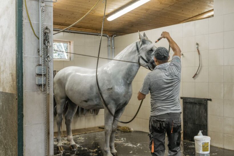 Vienna: Secrets of the Fiaker & Horse-Drawn Carriage Ride - Who Should Consider This Tour?