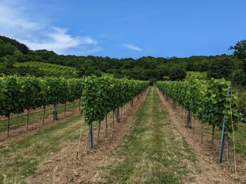 Vienna: Small-Group Wine Tasting Tour - An Introduction to the Experience