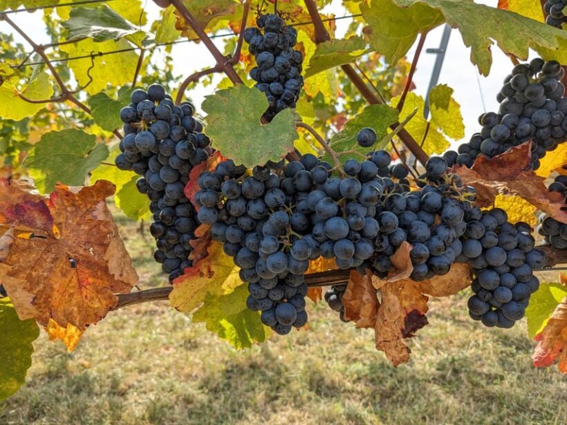 Vienna: Small-Group Wine Tasting Tour - Detailed Breakdown of the Tour