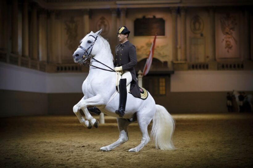 Vienna: Spanish Riding School 45-Minute Performance Show - Exploring the Experience in Detail
