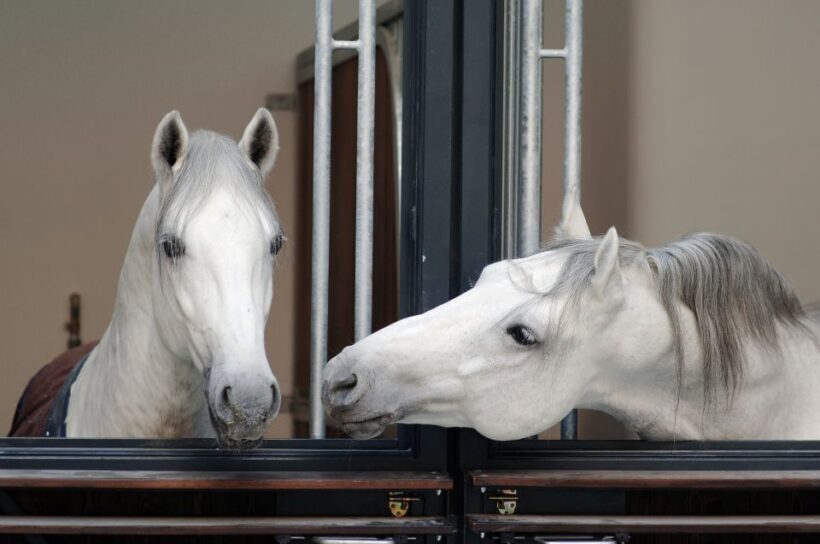 Vienna Spanish Riding School Guided Tour - What Sets This Tour Apart?