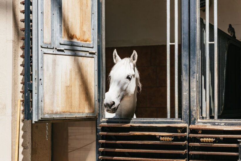 Vienna Spanish Riding School Guided Tour - The Sum Up