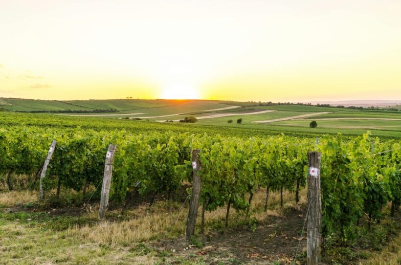 Vienna: Surroundings Sip & Savor Tour - A Closer Look at the Tour Experience