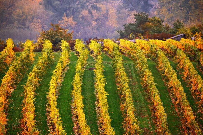 Vienna: Surroundings Sip & Savor Tour - Who Should Consider This Tour