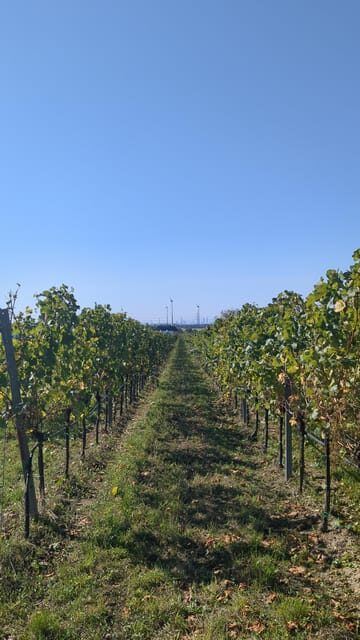 Vienna: Surroundings Sip & Savor Tour - FAQ
