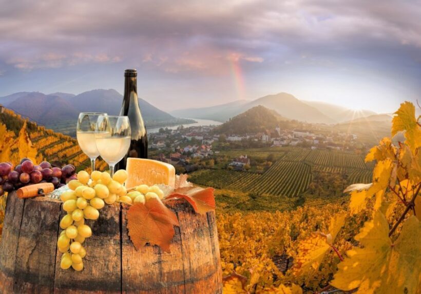 Vienna: Winery and Wine Tasting Tour with a Wine Expert - Who Should Consider This Tour?