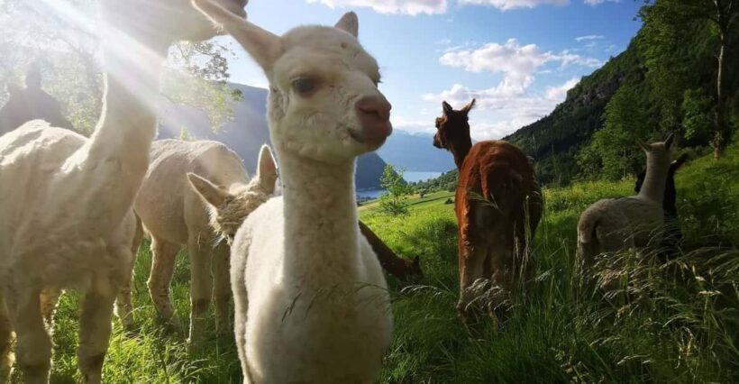 Vik: Hiking Tour With Farm Visit - The Scenic Hike