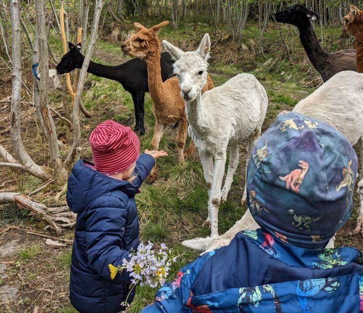 Vik i Sogn: Authentic Farm Visit - A Genuine Peek into Norwegian Farm Life
