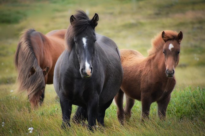 Viking Horse Riding and Golden Circle Tour From Reykjavik - Key Attractions on the Golden Circle