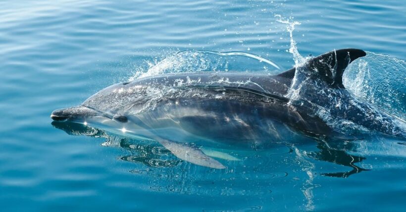 Vilamoura: Boat tour trough Algarve Coastline Highlights - The Experience in Detail