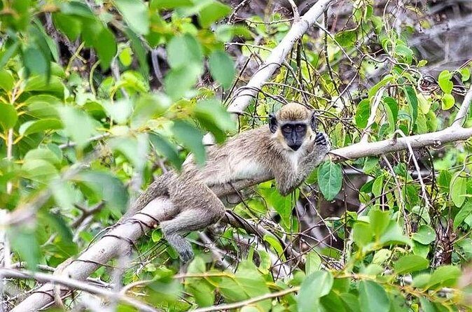 Village Food Tour - FAQ