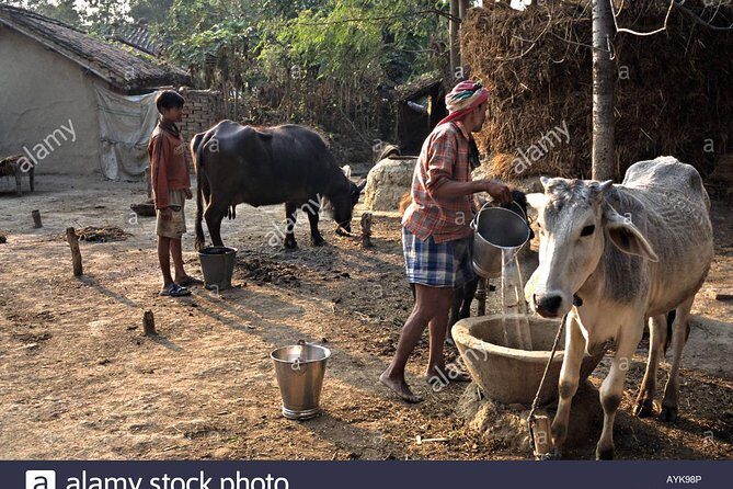 Village Tour - Authentic Village Life Outside Varanasi: A Practical Review
