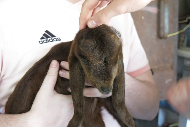 Village Venture: Troodos Mountains Food & Wine Small Group Day Tour - Pickup and Transportation Details