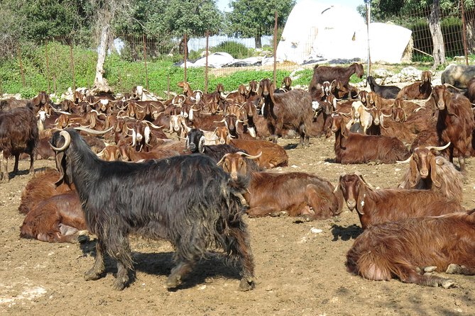 Village Venture: Troodos Mountains Food & Wine Small Group Day Tour - Booking Information