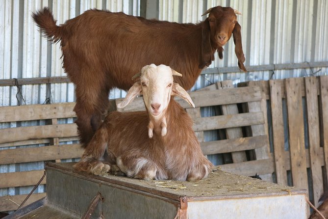 Village Venture: Troodos Mountains Food & Wine Small Group Day Tour - Authentic Meze Lunch at a Village Tavern