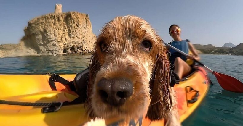 Villajoyosa: Kayaking with the man's best friend, your dog - Exploring Villajoyosa’s Kayaking with Your Dog: A Practical Review